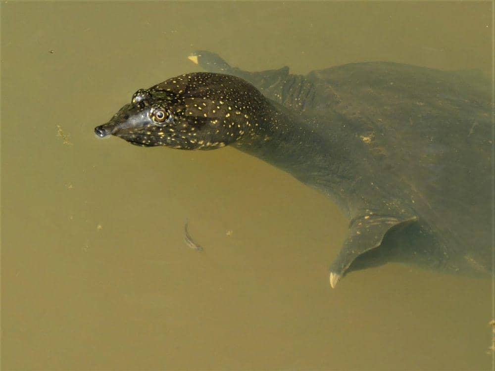 5 Fakta Bulus, Kura-Kura Bercangkang Lunak Penghuni Sungai | IDN Times