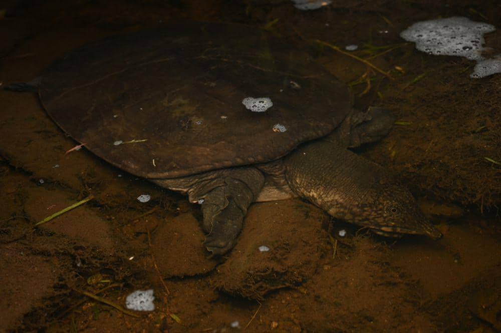 5 Fakta Bulus, Kura-Kura Bercangkang Lunak Penghuni Sungai | IDN Times