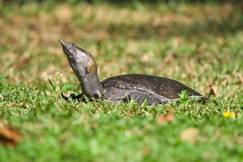 5 Fakta Bulus, Kura-Kura Bercangkang Lunak Penghuni Sungai | IDN Times