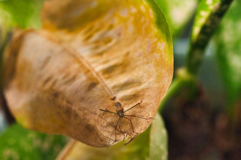 7 Alasan Daun Tanaman di Dalam Ruangan Menguning | IDN Times Sulsel