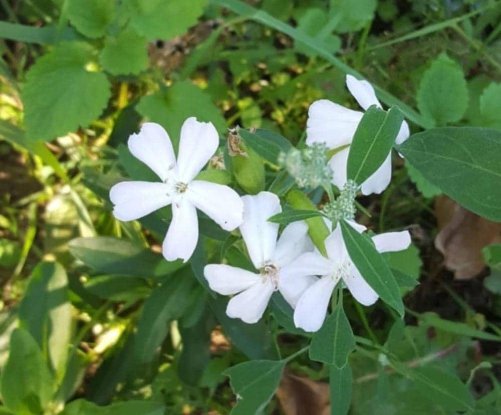 5 Jenis Tanaman Rambat Berbunga yang Tampak Menawan | IDN Times NTB