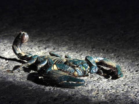 5 Predator Alami Belalang di Sawah, Populasinya Berkurang! | IDN Times