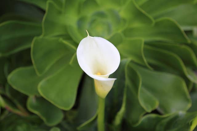 7 Fakta Mengejutkan Calla Lily, Bunga Cantik yang Beracun | IDN Times