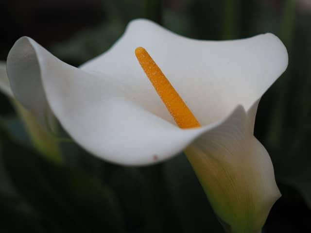 7 Fakta Mengejutkan Calla Lily, Bunga Cantik yang Beracun | IDN Times