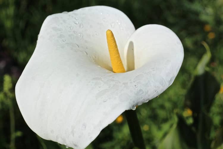 7 Fakta Mengejutkan Calla Lily, Bunga Cantik yang Beracun | IDN Times
