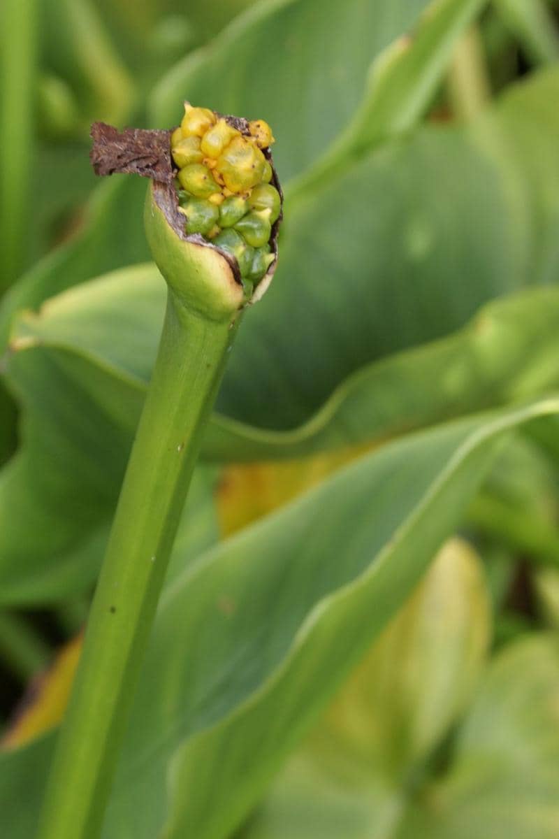 7 Fakta Mengejutkan Calla Lily, Bunga Cantik yang Beracun | IDN Times