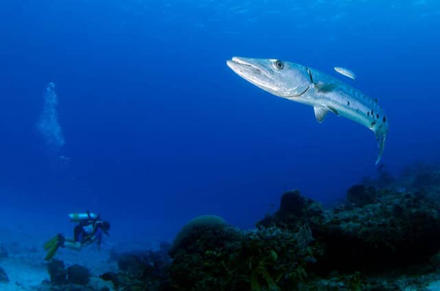 5 Fakta Ikan Barakuda, Predator Laut dengan Gigi Tajam! | IDN Times Sulsel