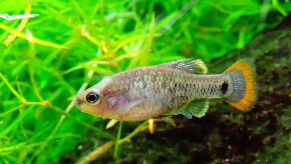 5 Fakta Menarik Ikan Tequila Splitfin Bangkit dari Kepunahan | IDN ...