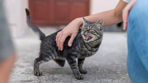 Apakah Kucing Bisa Rabies? Ini Jawaban dan Ciri-cirinya | IDN Times