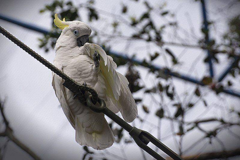 7 Fakta Kakatua Jambul Kuning, Pesona Lokal yang Dilindungi | IDN Times