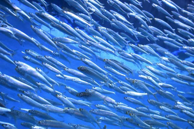 5 Fakta Menarik dari Ikan Cod, Bisa Berkamuflase! | IDN Times
