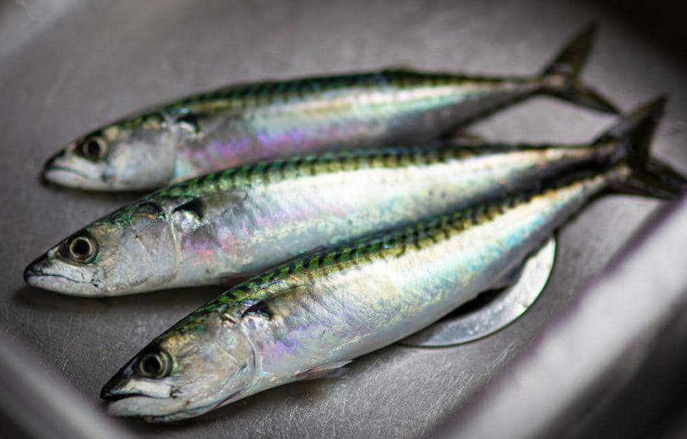 5 Fakta Menarik dari Ikan Cod, Bisa Berkamuflase! | IDN Times