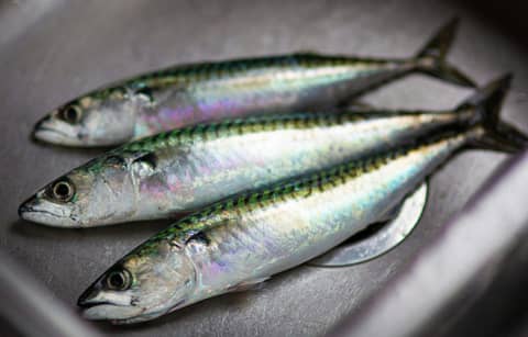 5 Fakta Menarik dari Ikan Cod, Bisa Berkamuflase! | IDN Times