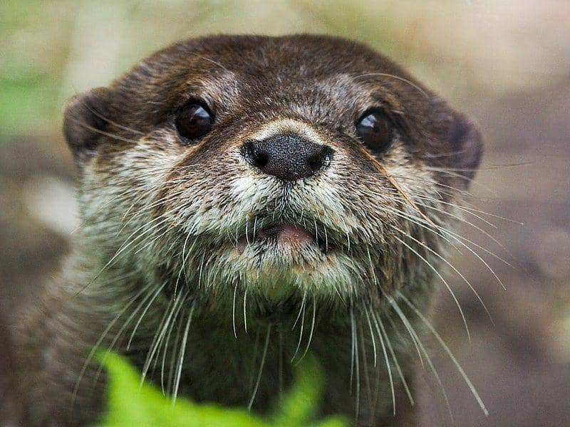 Fakta Oriental Small Clawed Otter, Hewan yang Setia | IDN Times