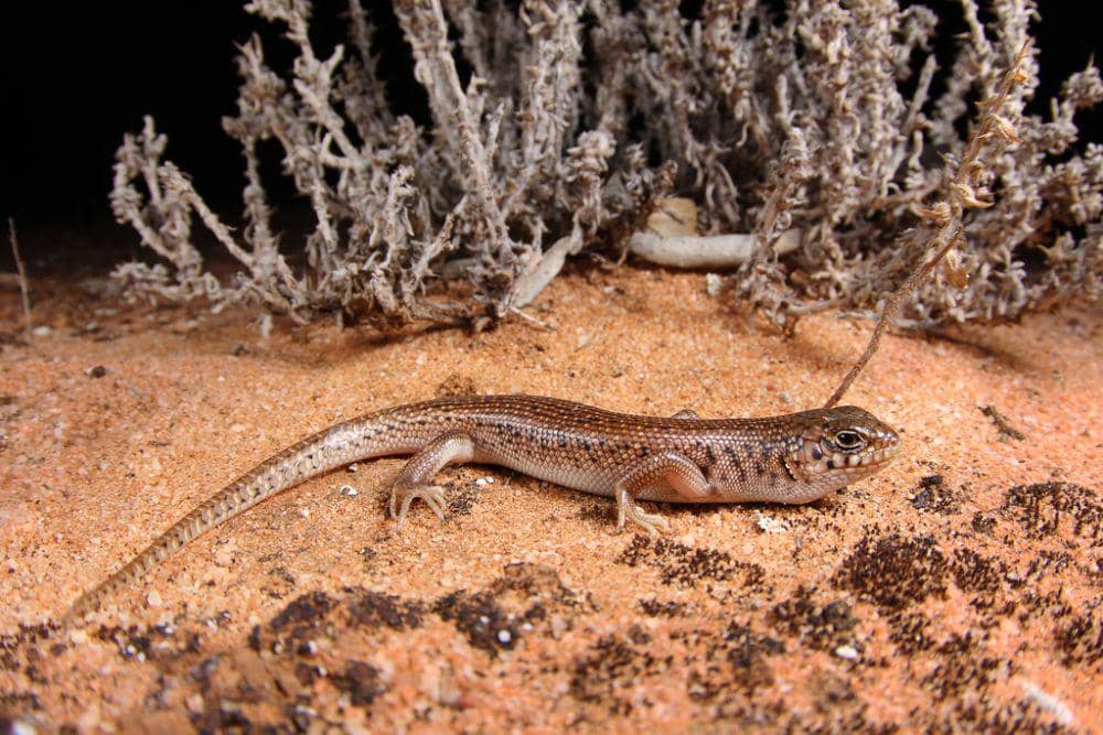 Fakta Menarik Kadal Gurun, Biawak & Ular Jadi Predator Utama | IDN Times