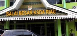 Tapir Jantan Berbobot 300 Kg Ditemukan Mati Dekat TNTN Riau | IDN Times ...