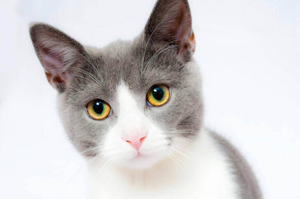 4 Makna Kucing Datang ke Rumah Menurut Islam, Pertanda Baik? | IDN Times