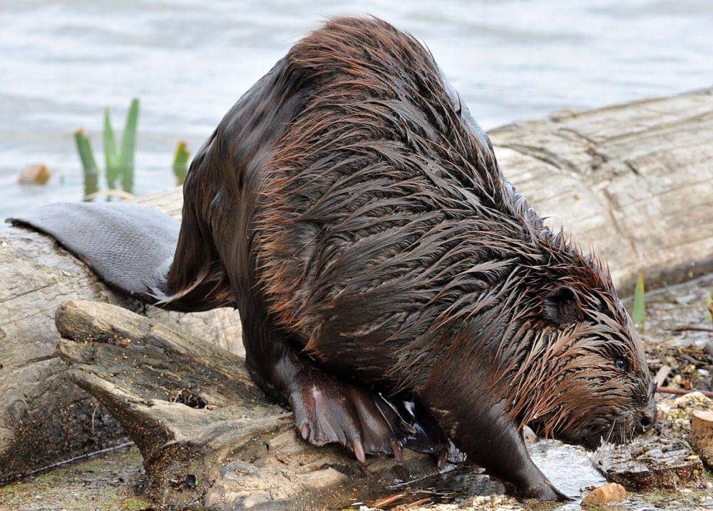 Sering Dikira Sama, Ini 8 Perbedaan Beaver dan Otter | IDN Times