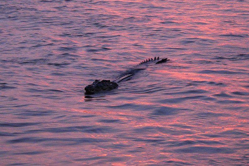 8 Fakta Unik Buaya Muara, Reptil Terbesar di Dunia! | IDN Times