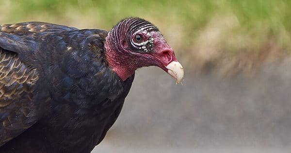5 Fakta Turkey Vulture, Burung yang Setia Kepada Pasangannya | IDN Times