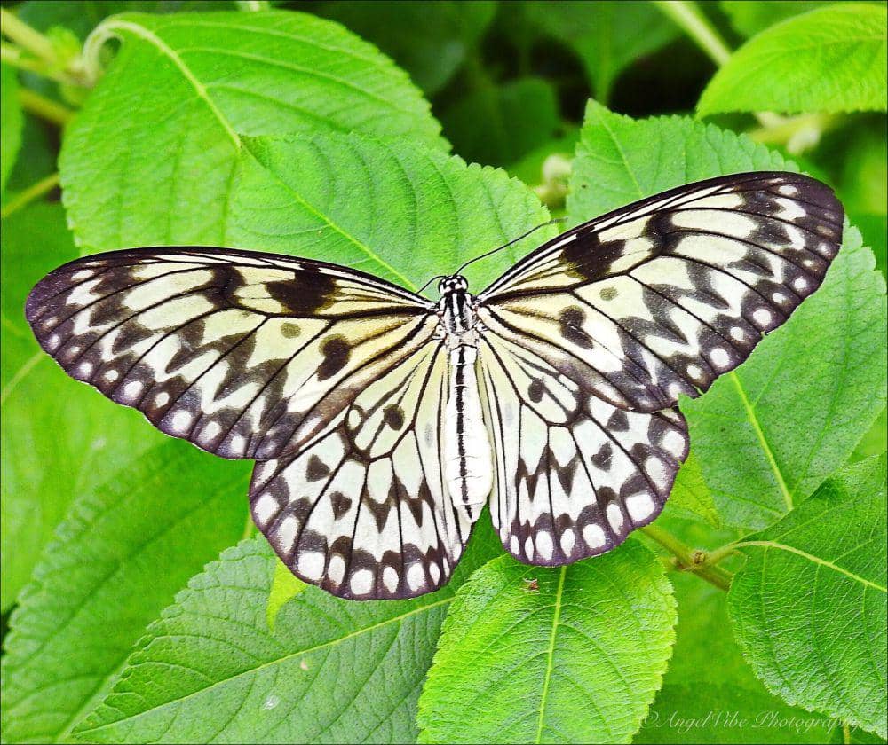 Langka, 6 Spesies Kupu-kupu Endemik Indonesia dengan Pola Sa | IDN Times