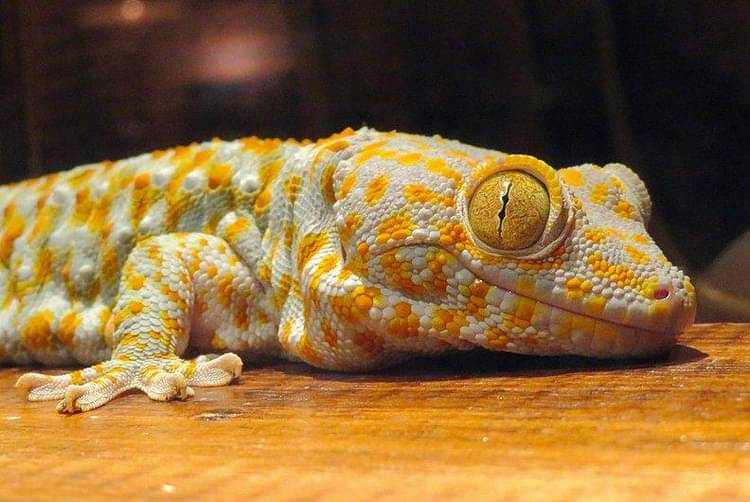 7 Fakta Unik Tokek Rumah, Benarkah Pertanda Ada Hantu? | IDN Times