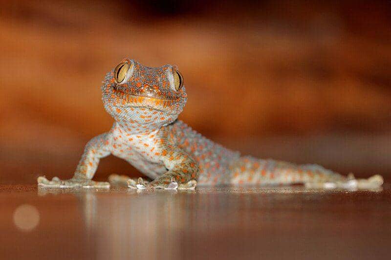 7 Fakta Unik Tokek Rumah, Benarkah Pertanda Ada Hantu? | IDN Times