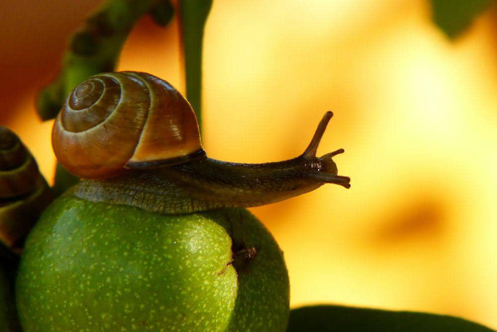 10 Nama Hewan Berawalan Huruf S, Salamander Hingga Sotong | IDN Times