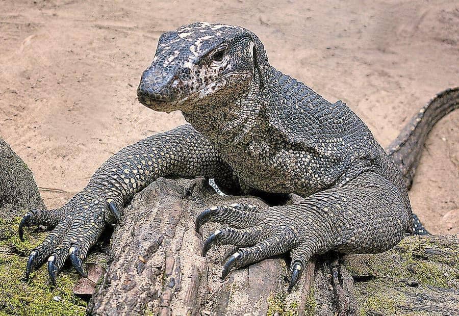 Apa yang Harus Dilakukan Saat Biawak Masuk Rumah? | IDN Times