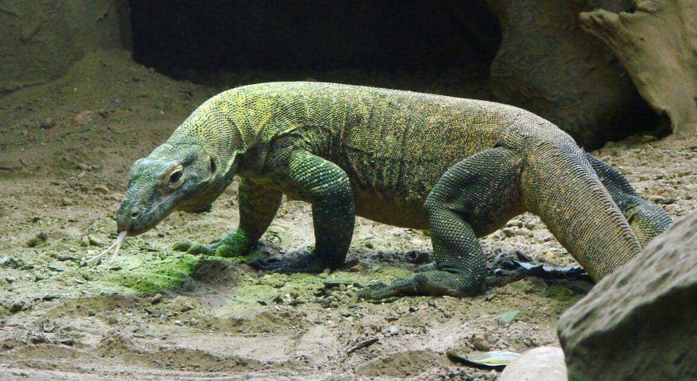 10 Fakta Menarik Komodo Dragon, Hanya Indonesia yang Punya l | IDN Times