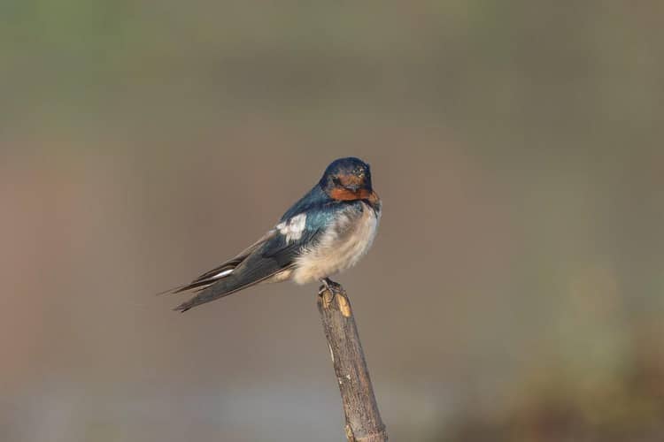 6 Fakta Unik Barn Swallow, Penerbang Cepat yang Suka Mandi! | IDN Times