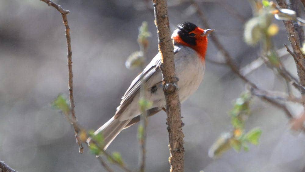 6 Fakta Red-faced Warbler, Burung Punya Kebiasaan Selingkuh | IDN Times