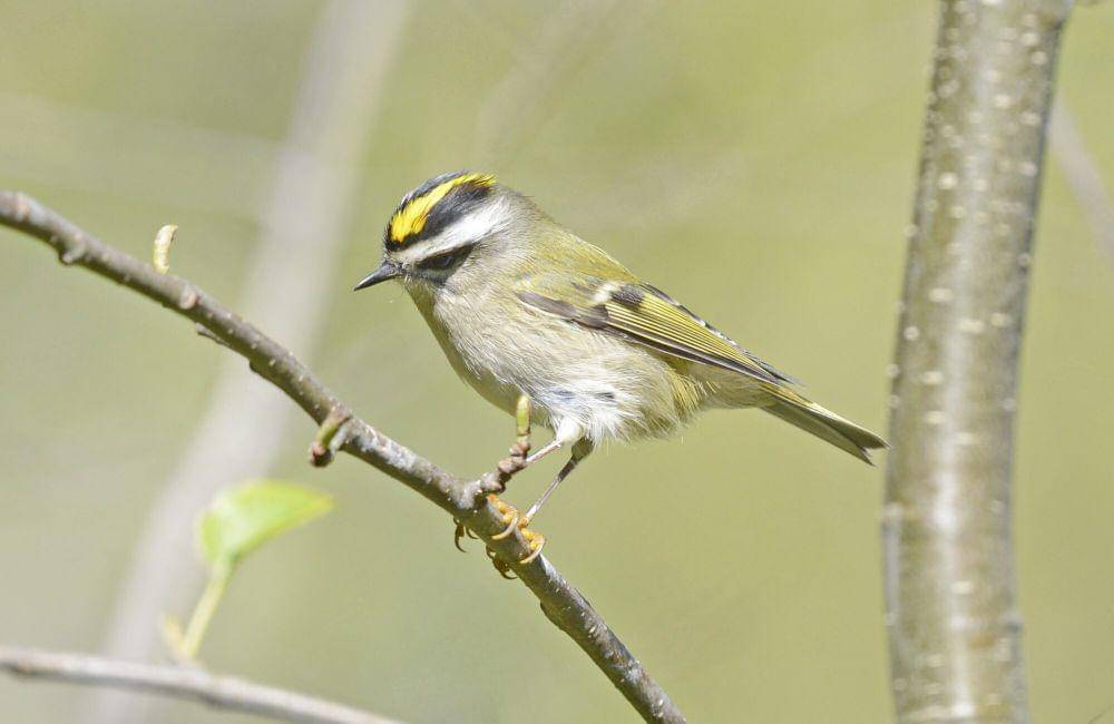 6 Fakta Golden-crowned Kinglet, Agresif saat Musim Kawin | IDN Times
