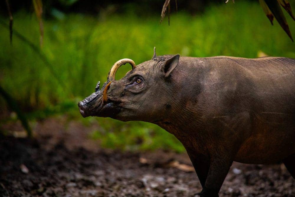 7 Spesies Babi Endemik Indonesia, Awas Jika Bertemu Ada yang | IDN Times