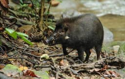 7 Spesies Babi Endemik Indonesia, Awas Jika Bertemu Ada yang | IDN Times