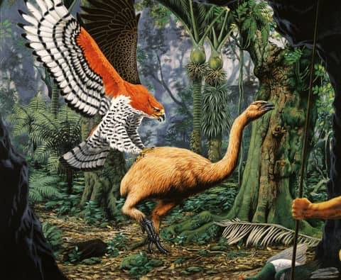 5 Fakta Menarik Moa, Burung Raksasa yang Tidak Memiliki Saya | IDN Times