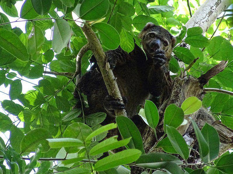 5 Fakta Kuskus Beruang, Mamalia Berkantung Endemik Sulawesi | IDN Times ...