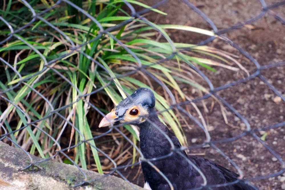 Mengenal 10 Hewan Dari Huruf M, Ada Monyet hingga Meerkat | IDN Times