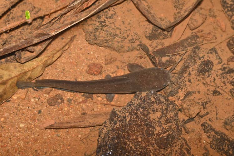 Lele yang Sering Ditemukan di Indonesia, Ukurannya Beragam | IDN Times