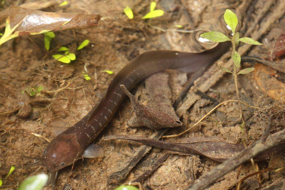 Lele yang Sering Ditemukan di Indonesia, Ukurannya Beragam | IDN Times