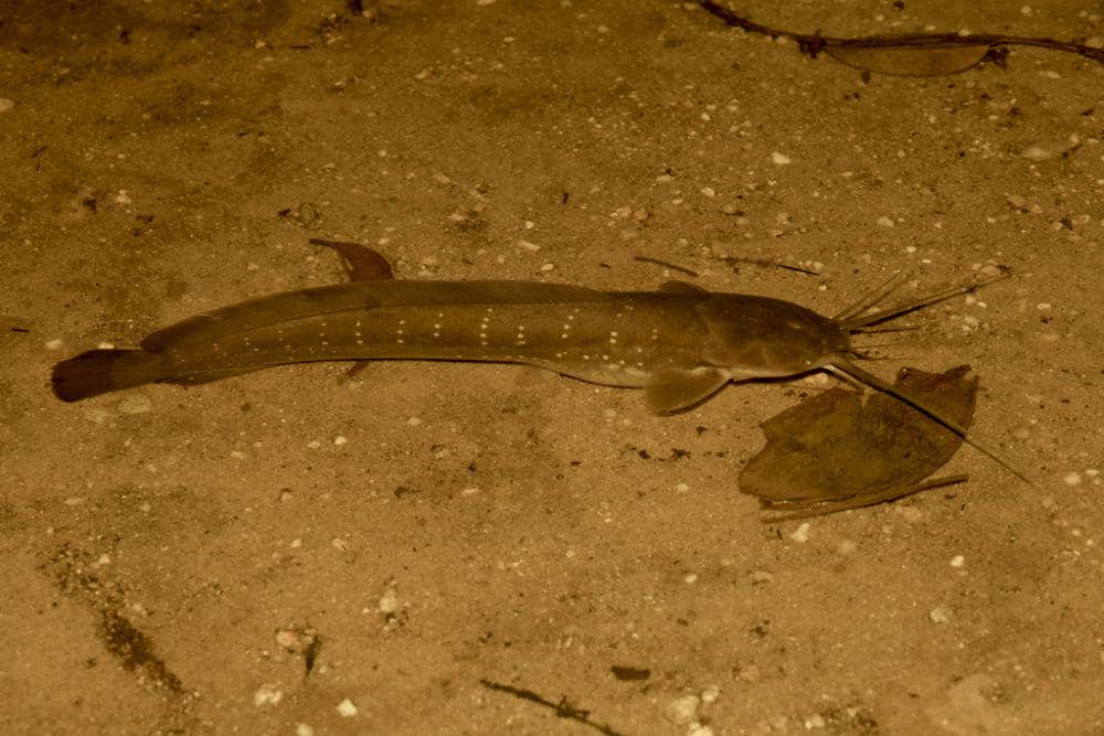 Lele yang Sering Ditemukan di Indonesia, Ukurannya Beragam | IDN Times