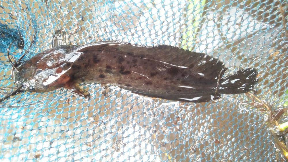 Lele yang Sering Ditemukan di Indonesia, Ukurannya Beragam | IDN Times