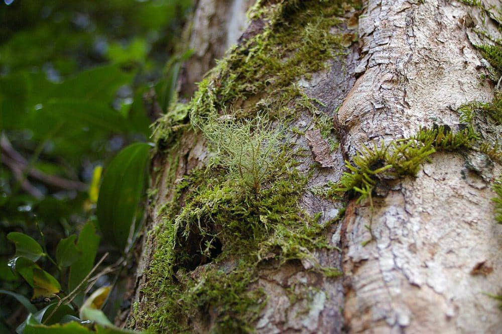 Lichen Hasil Simbiosis Jamur dan Alga | IDN Times