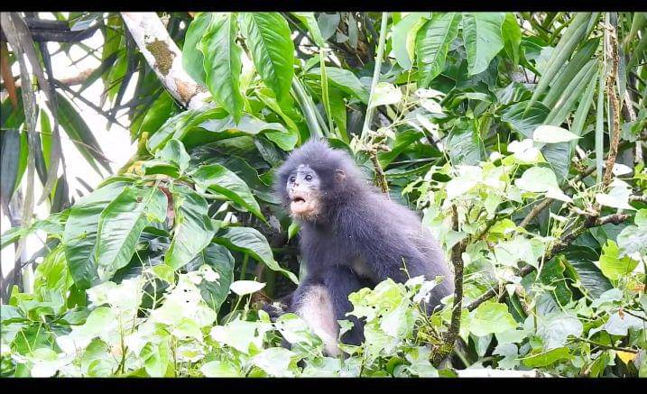 Spesies Monyet Dunia Lama Berstatus Hewan Endemik Indonesia | IDN Times