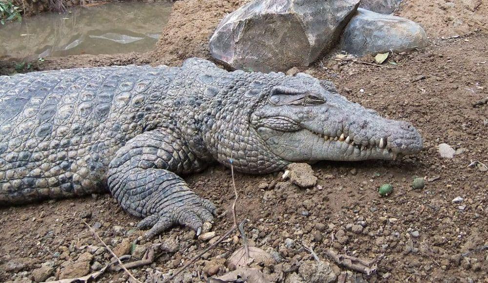 Fakta Buaya Irian, Berkomunikasi Sejak di dalam Telur | IDN Times