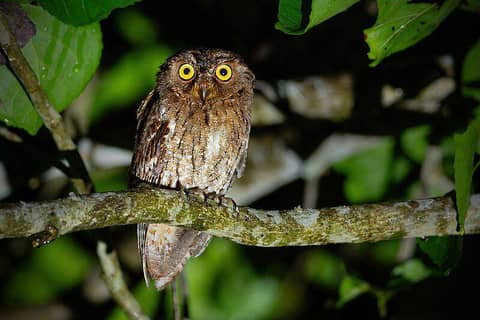7 Burung Endemik Asal Sulawesi, Kamu Pernah Lihat? | IDN Times