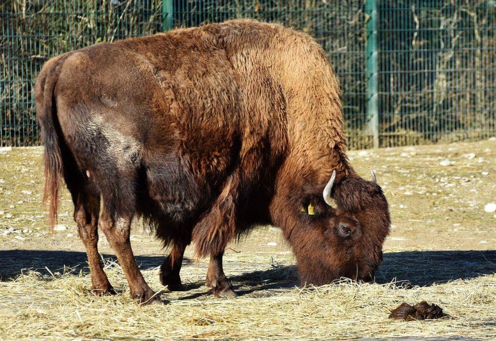 7 Fakta Menarik Bison Amerika, Hewan Besar yang Mampu Melomp | IDN Times