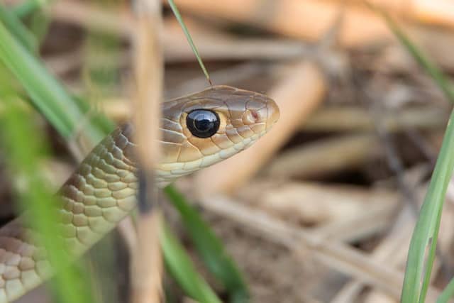 6 Makanan Utama Ular di Alam Liar, Tidak Cuma Burung Tikus | IDN Times ...
