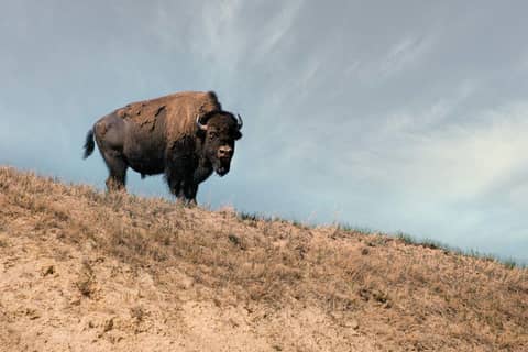 7 Fakta Menarik Bison Amerika, Hewan Besar yang Mampu Melomp | IDN Times