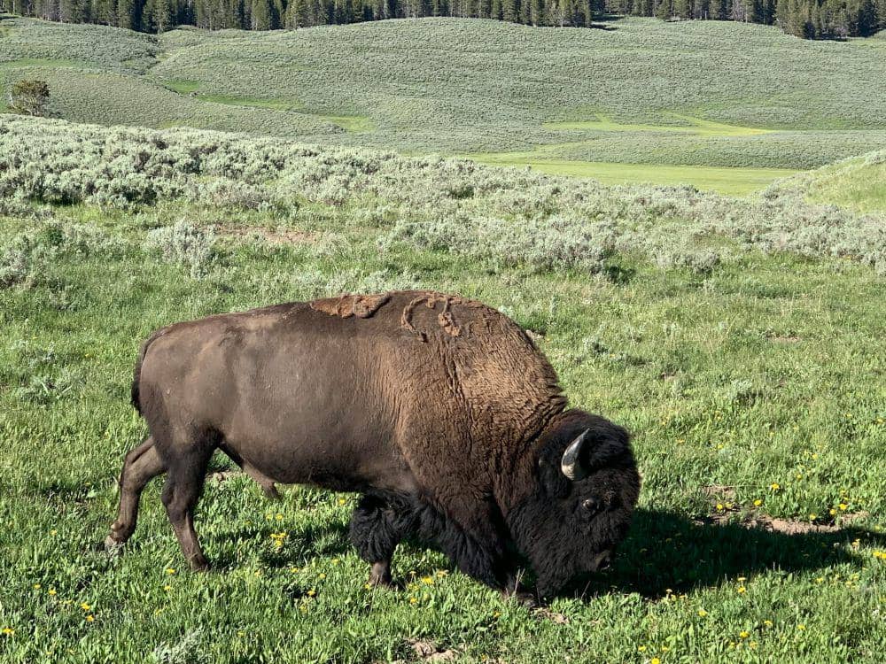 7 Fakta Menarik Bison Amerika, Hewan Besar yang Mampu Melomp | IDN Times